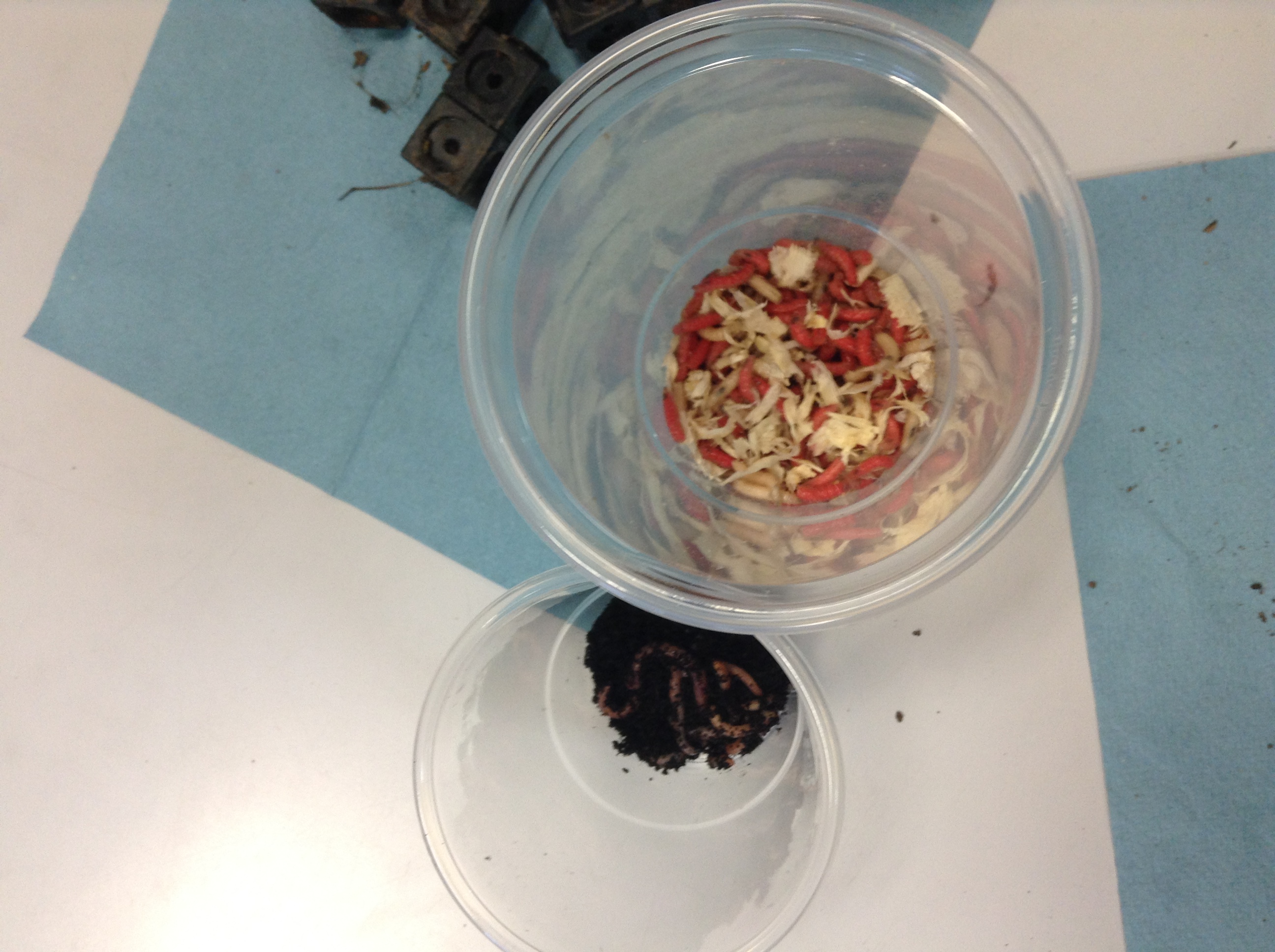 Observing Live and Dead Specimens – St Luke's Blog Pages