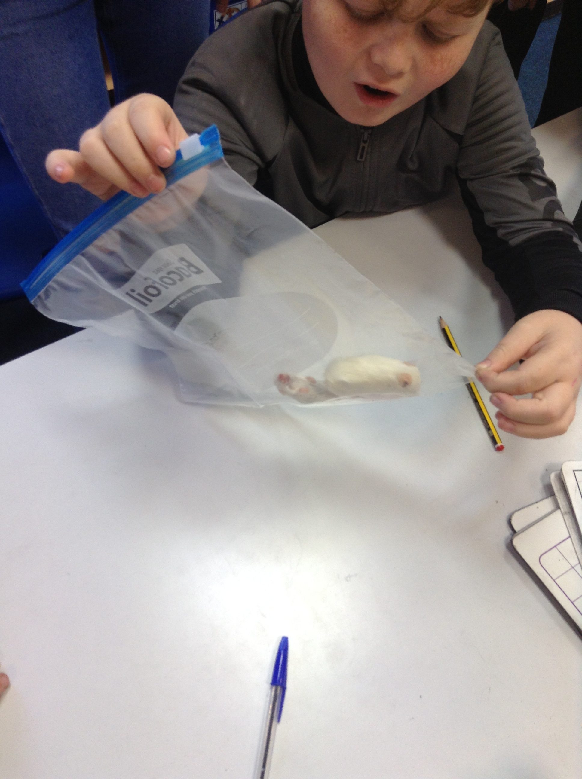 Observing Live and Dead Specimens – St Luke's Blog Pages