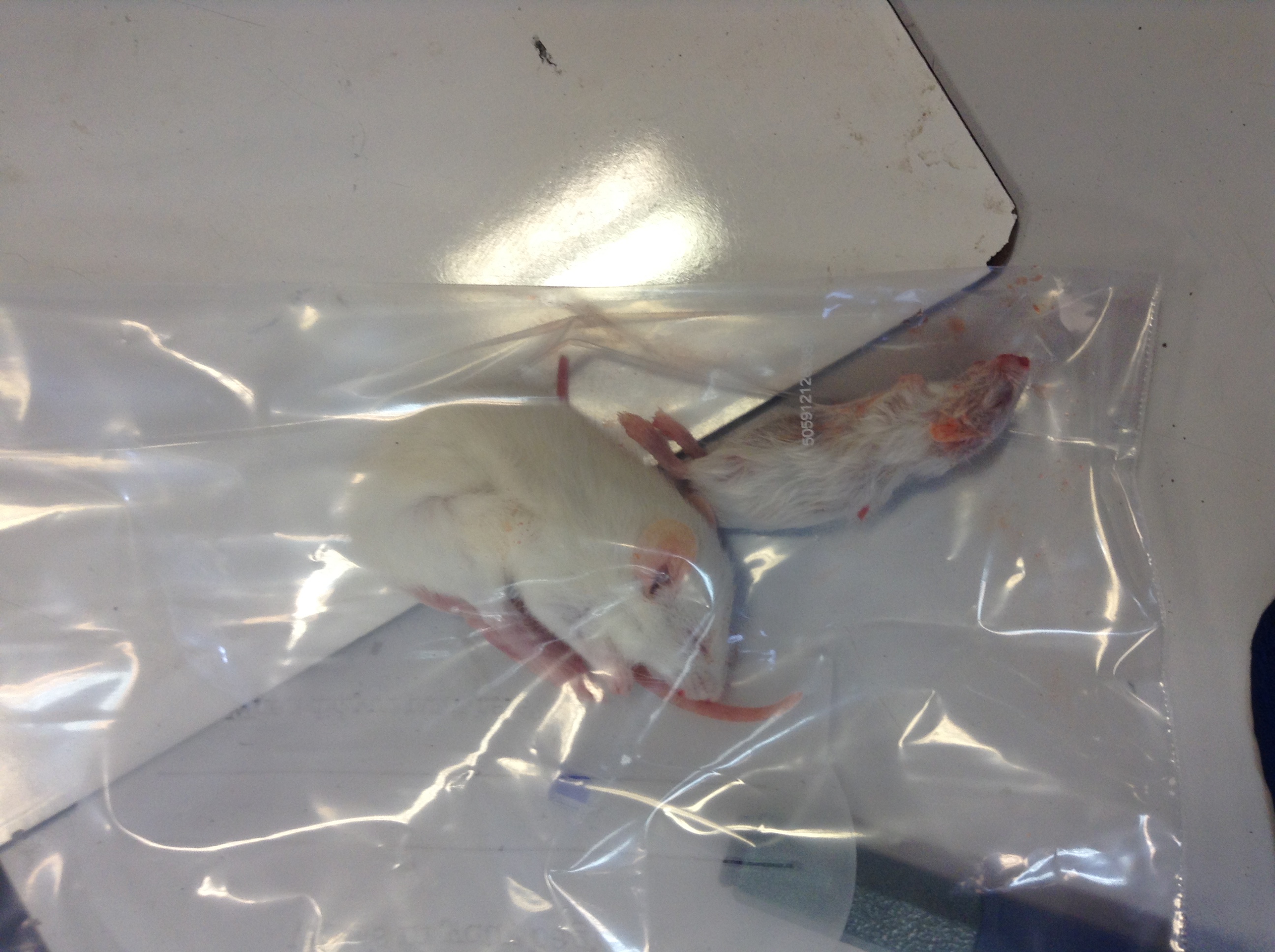Observing Live and Dead Specimens – St Luke's Blog Pages