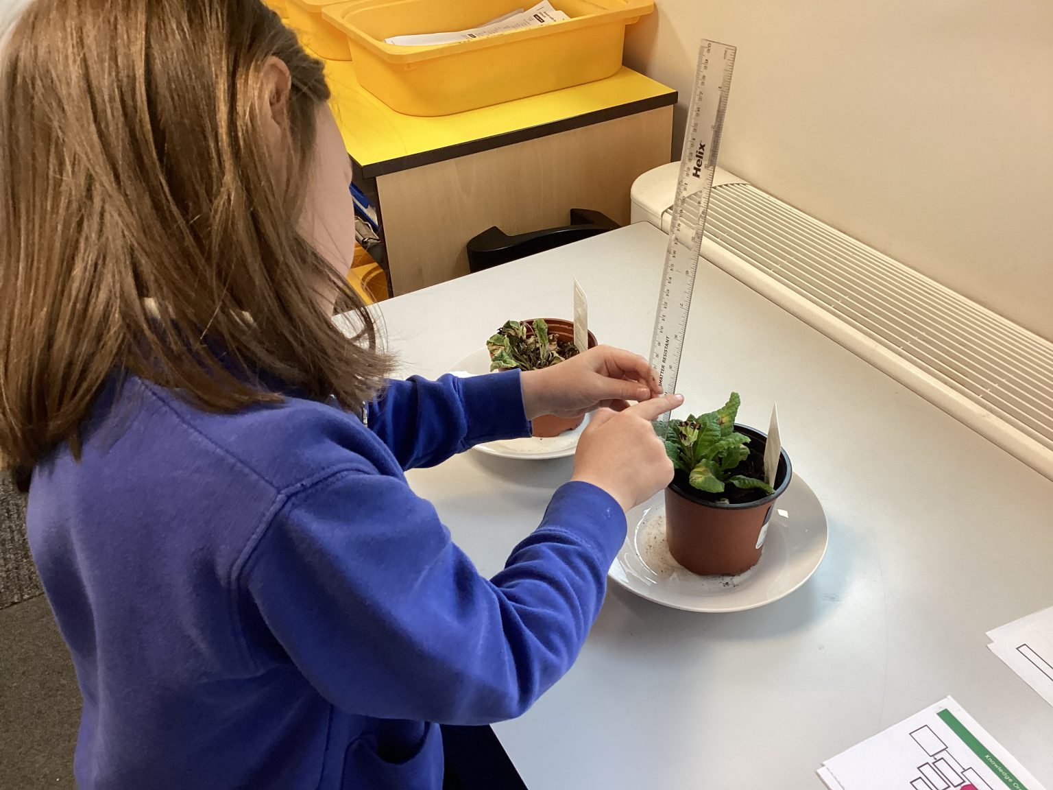 How does water affect plant growth? – St Luke's Blog Pages