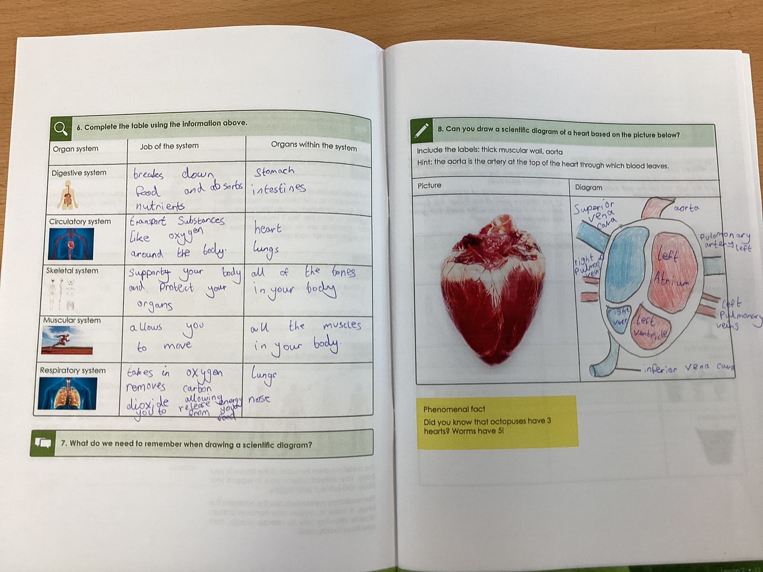 Organ Systems – St Luke's Blog Pages